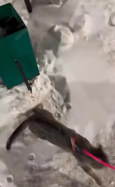 Cat is cold - Meme by HenryCat :) Memedroid