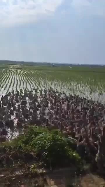 Pest control and fertilization in rice fields - Meme by yagash :) Memedroid