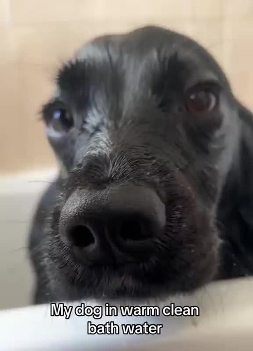 Dogs are something else - Meme by XHEEintu :) Memedroid