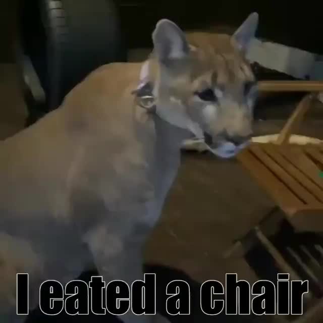 Silly puma - Meme by Disappointed_father :) Memedroid