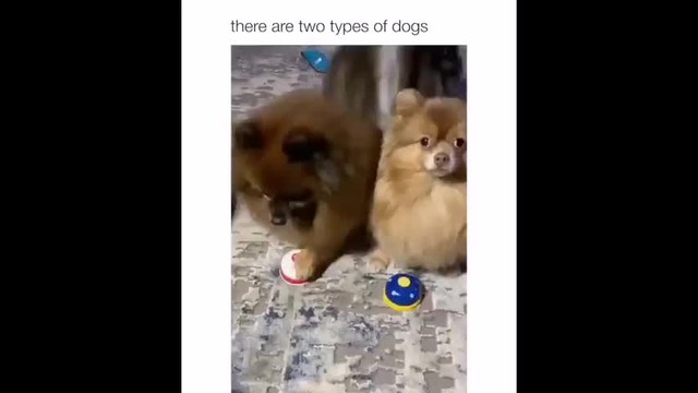 2 types of dogs - Meme by tamikins123 :) Memedroid