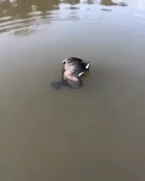 It's cursed Wednesday my dudes, and frogs are too powerful today - Meme ...