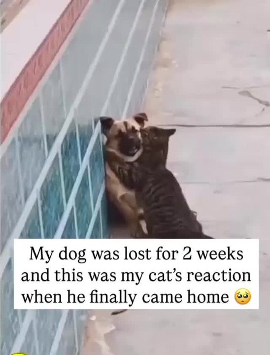 Cat meets lost dog - Meme by dexterwinter :) Memedroid