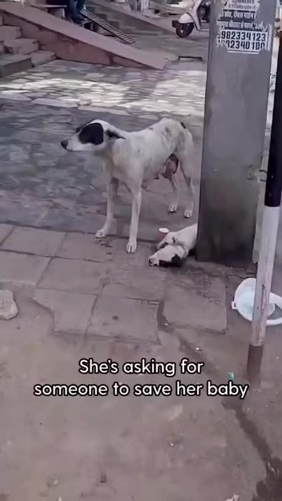 Help your local street dog - Meme by DLAPHINT :) Memedroid