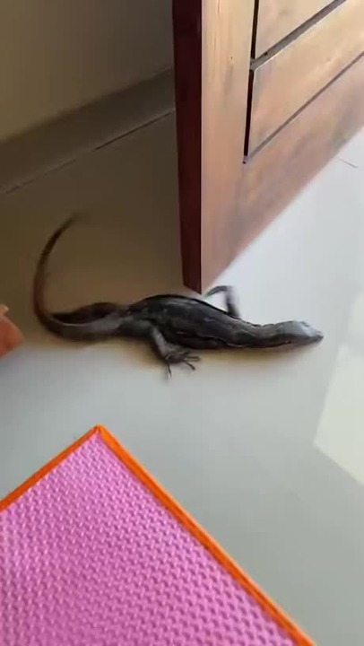 Lizard - Meme by woowerse :) Memedroid