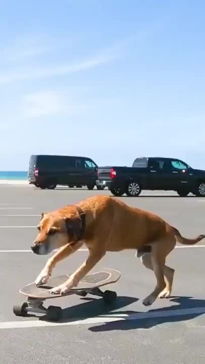 Doggo skateboarder - Meme by schizoidman :) Memedroid