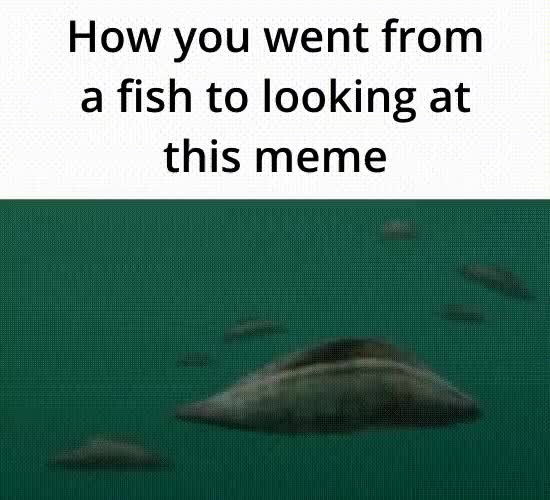 evolution from fish to meme fan - Meme by kingacid :) Memedroid