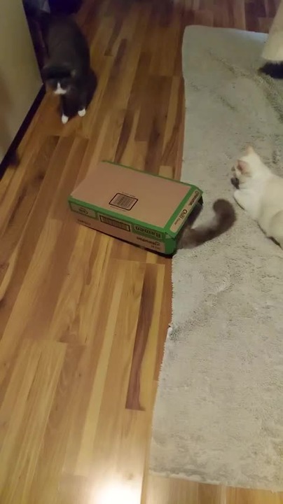 Tactic cat - Meme by sdesethor :) Memedroid