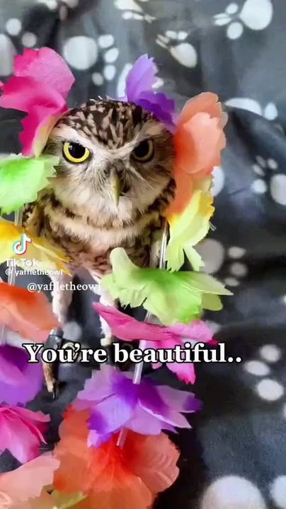 Listen to the owl of wisdom - Meme by Mireska :) Memedroid