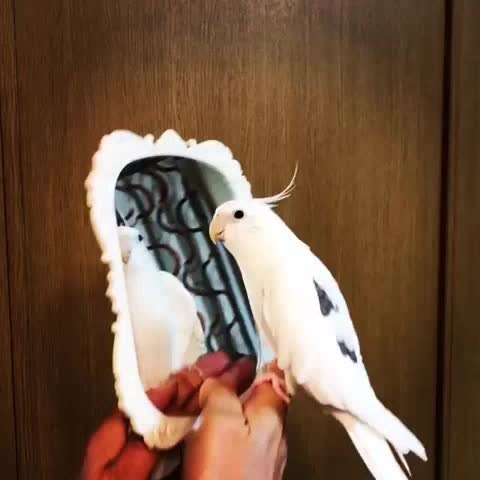 Loro - Meme subido por deleted_2bb44471b17 :) Memedroid