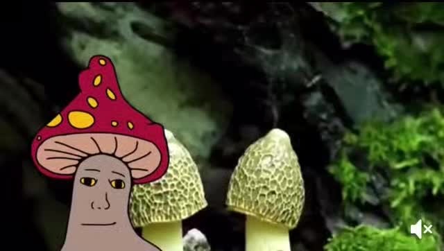 A fungi - Meme by Knot_daddy :) Memedroid