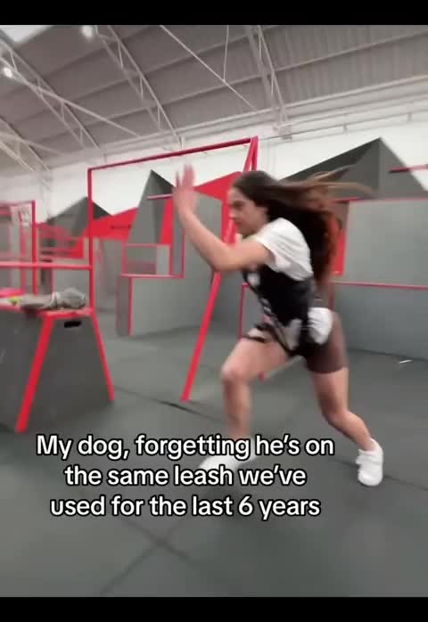 Dog forgetting he's on the leash - Meme by Ilewww :) Memedroid