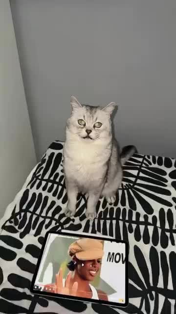 Gato vesgo - Meme by TheCaraSemNome :) Memedroid