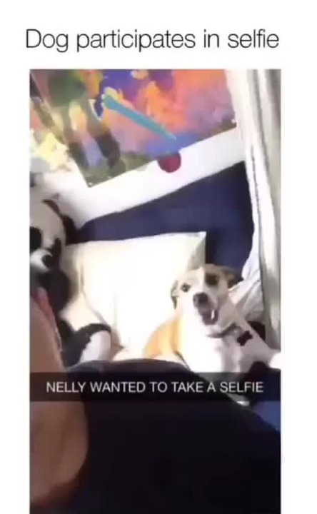 Nellie wanted a selfie - Meme by tamikins123 :) Memedroid