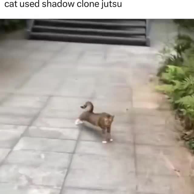 Cat using shadow clone jutsu - Meme by GTXAlex :) Memedroid