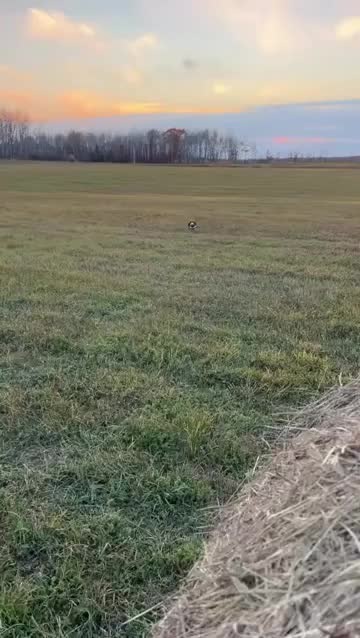 Catboy - Meme by LEWIS55 :) Memedroid