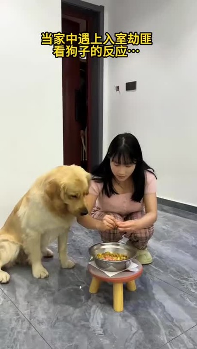 doggo protection - Meme by Zeio44 :) Memedroid