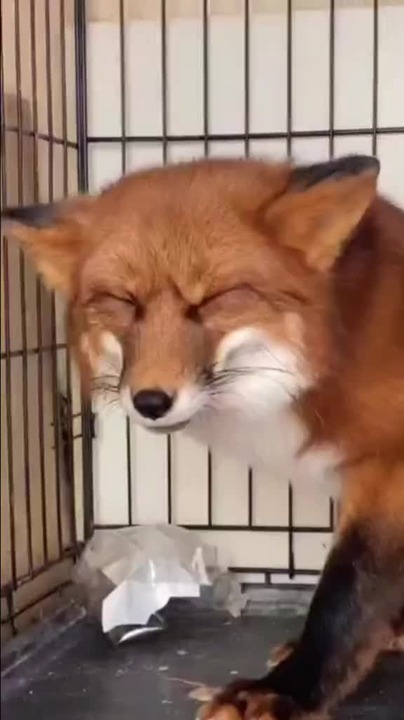 ya no estoy cansado de subir videos de zorros - Meme subido por Scoutd6 ...