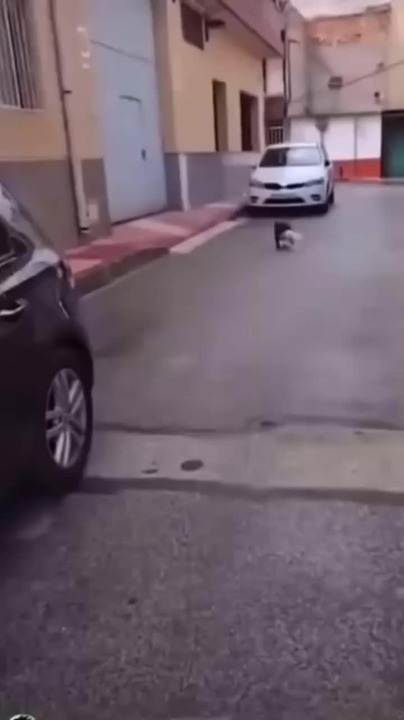 Perro pendejo - Meme subido por Kaleno87 :) Memedroid