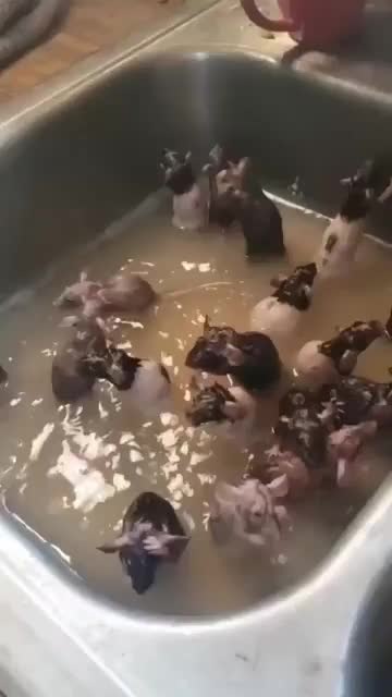 Rats getting a bath - Meme by MeekMeme :) Memedroid