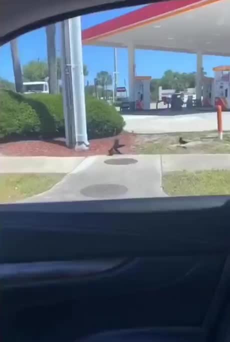 Scolding birds that are fighting - Meme by schizoidman :) Memedroid