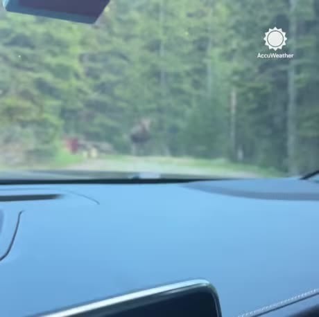 Grizzly bear chasing moose - Meme by BenBluel :) Memedroid