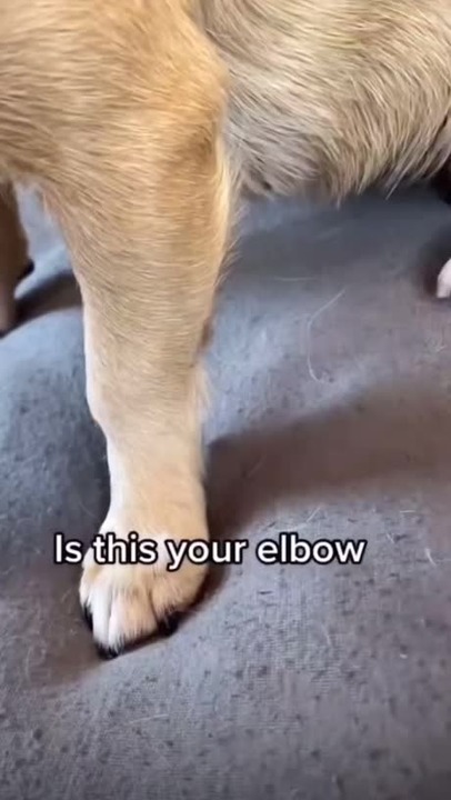 Dog doesn't appreciate when someone mocks about his elbow - Meme by ...