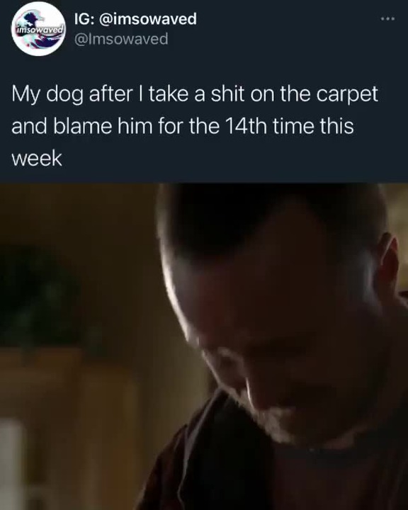 Gaslighting the dog - Meme by Knot_daddy :) Memedroid