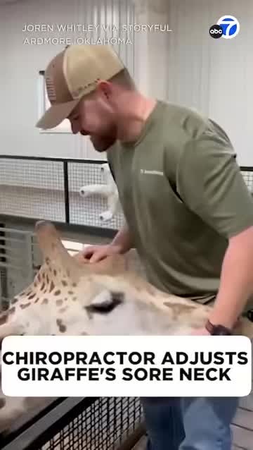 Chropractor treating a giraffe's neck - Meme by Skaint :) Memedroid