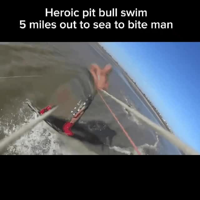 Heroic pitbull - Meme by Jade_prox :) Memedroid