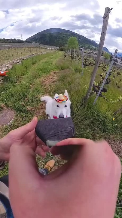 This doggo will make your Monday better - Meme by exonx5 :) Memedroid