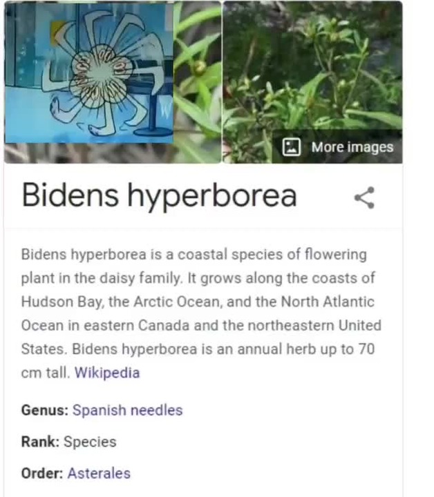 Bidens hyperborea meme - Meme by ismokegkush :) Memedroid