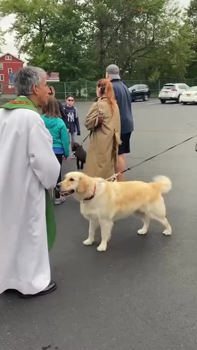 Doggo got blessed - Meme by Ta3vex :) Memedroid