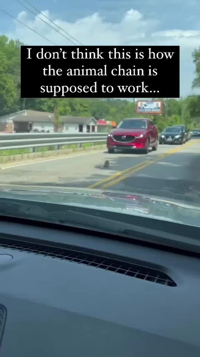 Bunny after listening to a motivational training: I will not be a ...