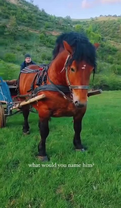 How I imagine Boxer from Animal Farm - Meme by batmanrevanche :) Memedroid