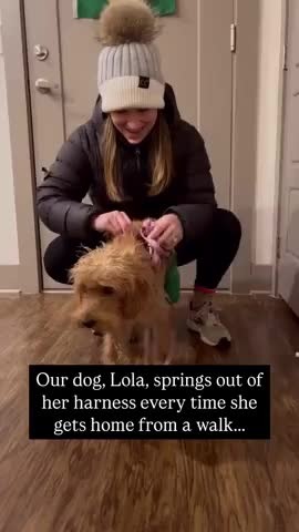 Spring dog - Meme by shelbytrash :) Memedroid