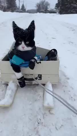 big cats you are wearing catto - Meme by RobSammer :) Memedroid