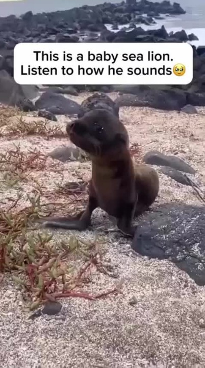 Finn seal - Meme by Jlxlol2 :) Memedroid