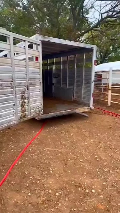 Buey de gigantes cuernos - Meme by Dxergamer2 :) Memedroid