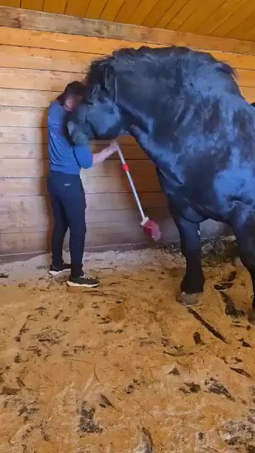 Horse on steroids - Meme by woowerse :) Memedroid