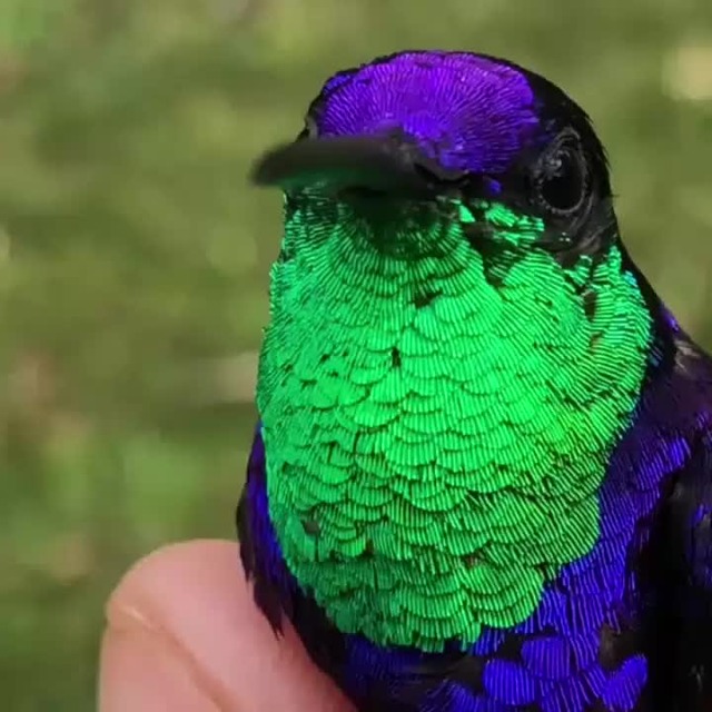 Hummingbird needed a rest... - Meme by Elle1906 :) Memedroid