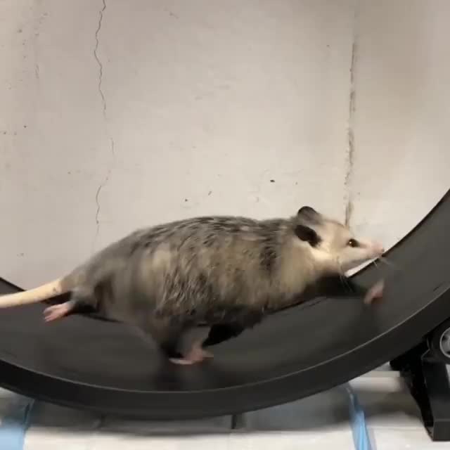 Big rat - Meme by Chibi-Satan :) Memedroid