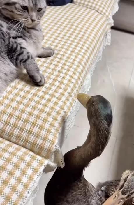 Gato vs pato - Meme by cachopan33 :) Memedroid