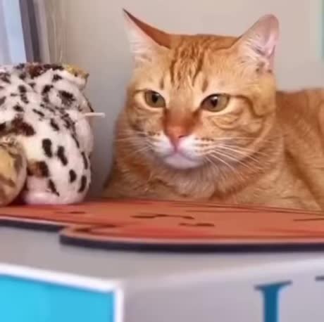 Cat hunting a fly - Meme by NouSIii :) Memedroid