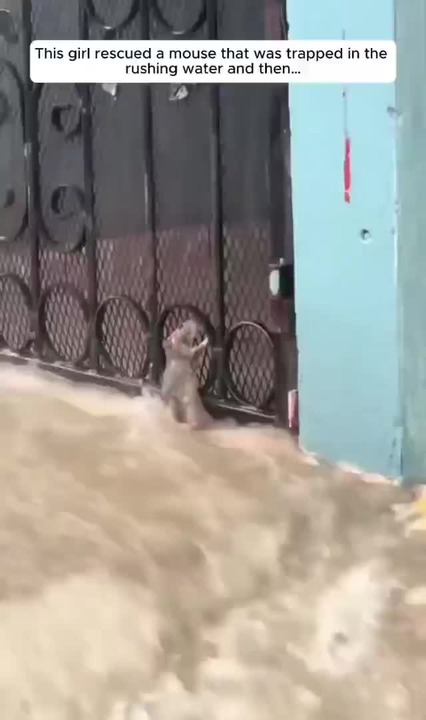 Ratinho - Meme by LinkFinder :) Memedroid