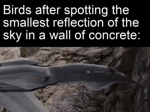 Birds being birds - Meme by CrispOfBaa :) Memedroid