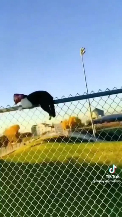 Gato - Meme subido por Fanmax_99 :) Memedroid